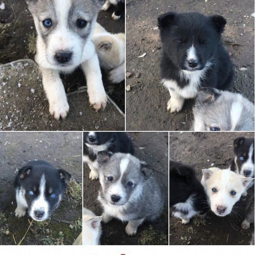 Домашние животные собаки щенки бесплатно