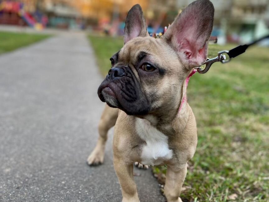 Французский бульдог