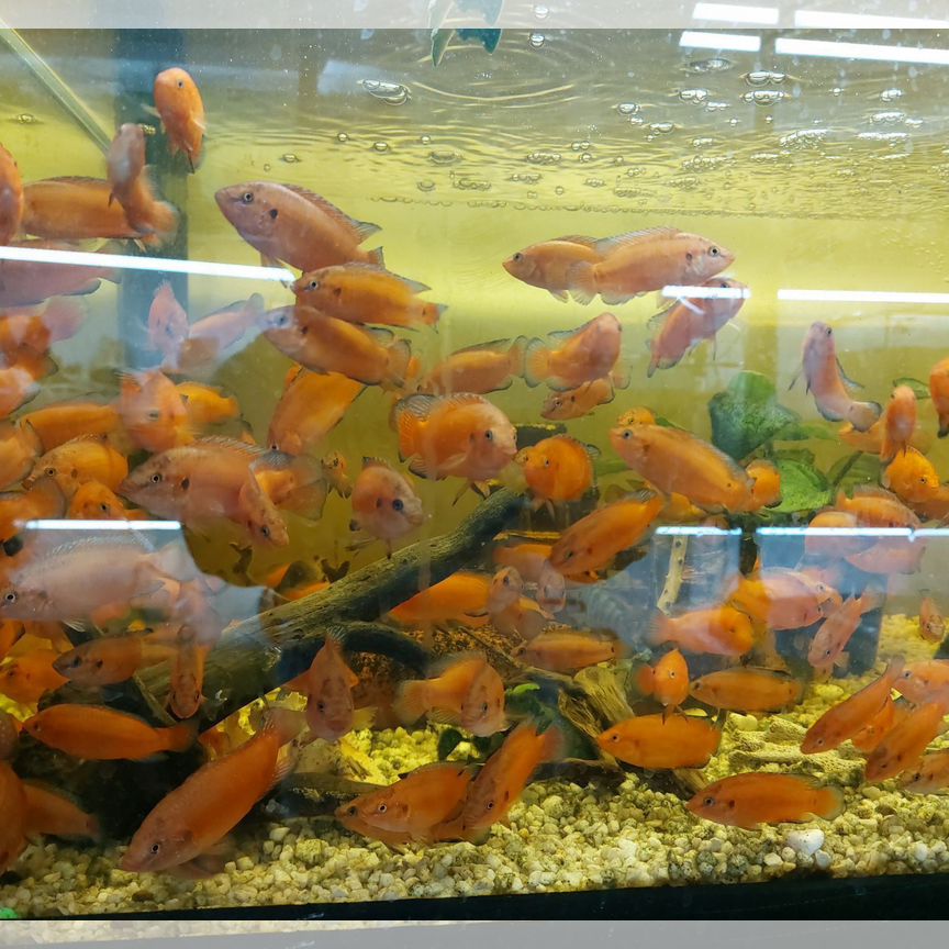 Африканские цихлиды Эксулы