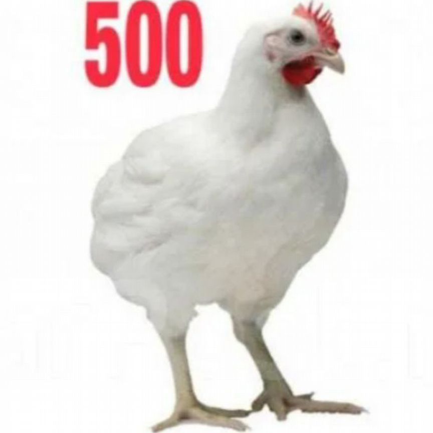 Цыплята импорт чехия кобб 500 Суточные,подрощеные