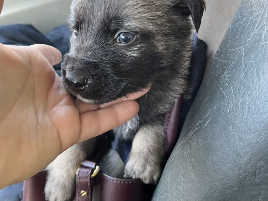 Отлаю щенка- мальчика в добрые руки. Ему 1,5 мес