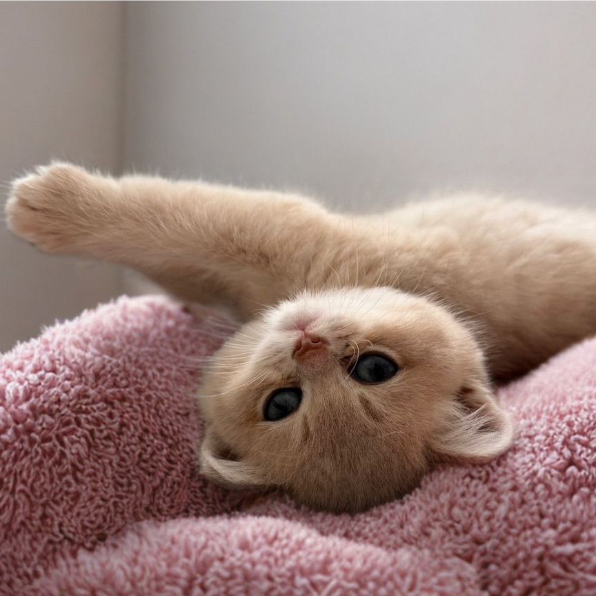 Британский короткошёрстный котёнок