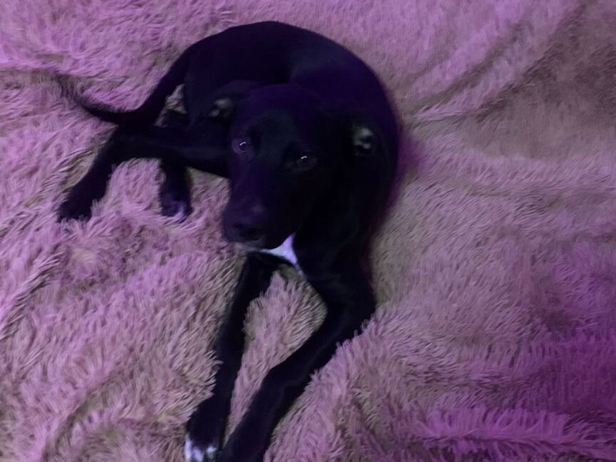 Щенок в добрые руки бесплатно