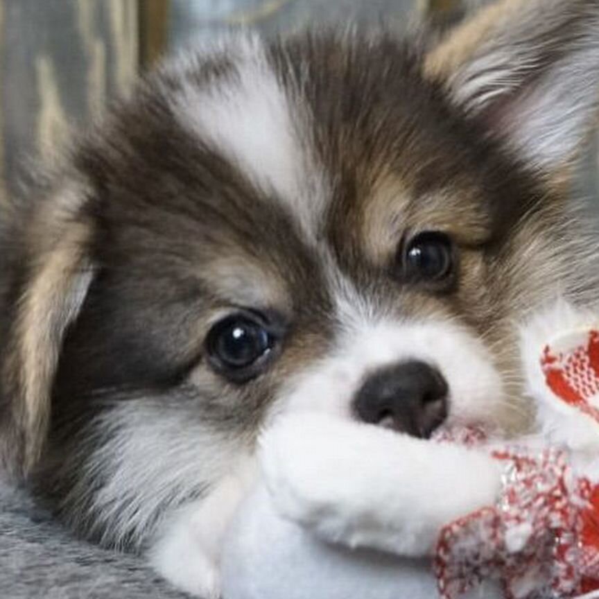 Вельш Корги Пемброк, щенок