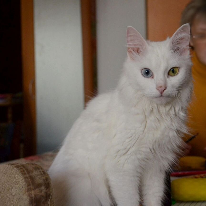 Отдам бесплатно кошечку ангорку