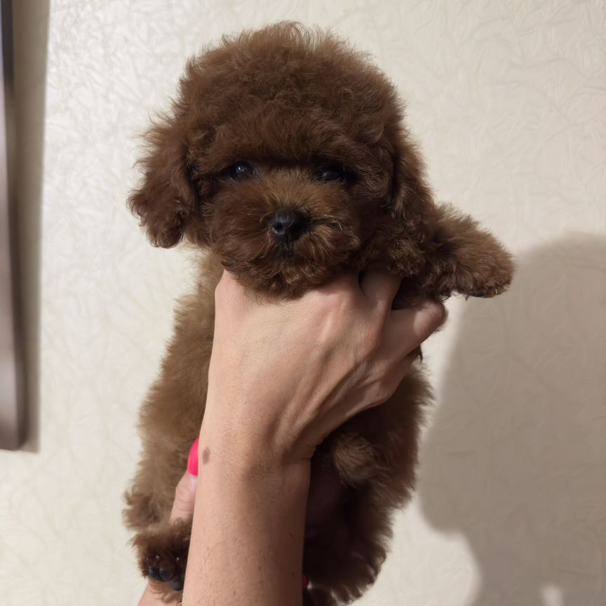 Той-пудель ред браун девочка Тедди из Китая