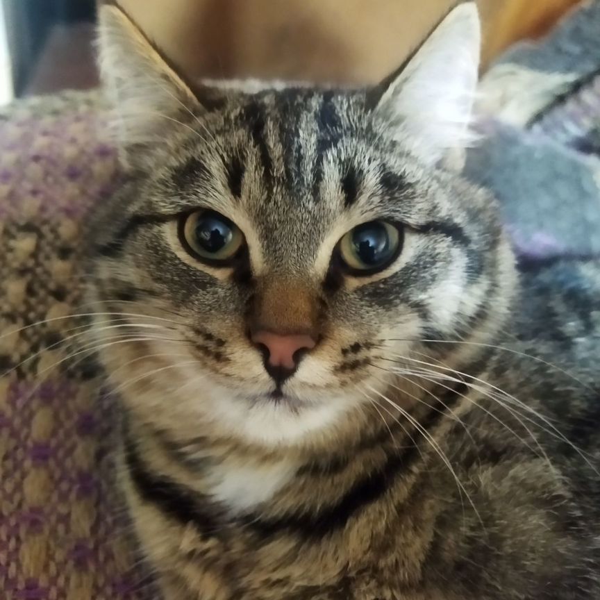 Котёнок от частного владельца