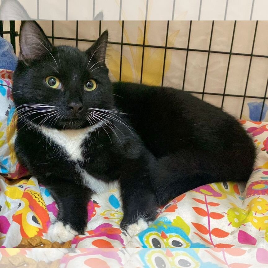 Котик в добрые руки