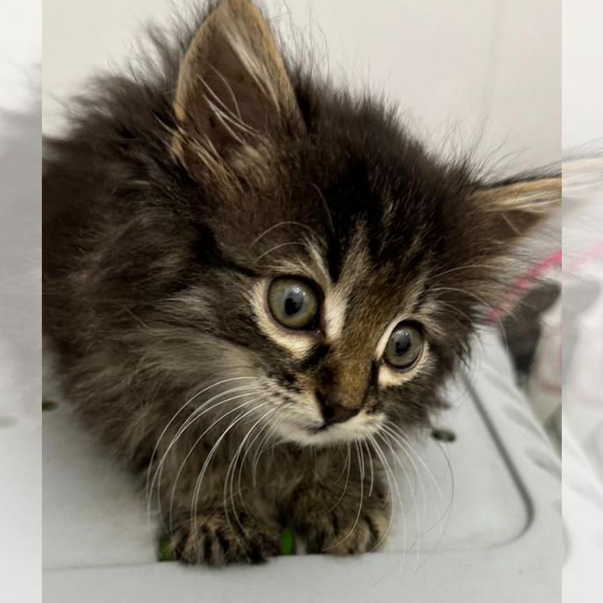 Котёнок в добрые руки