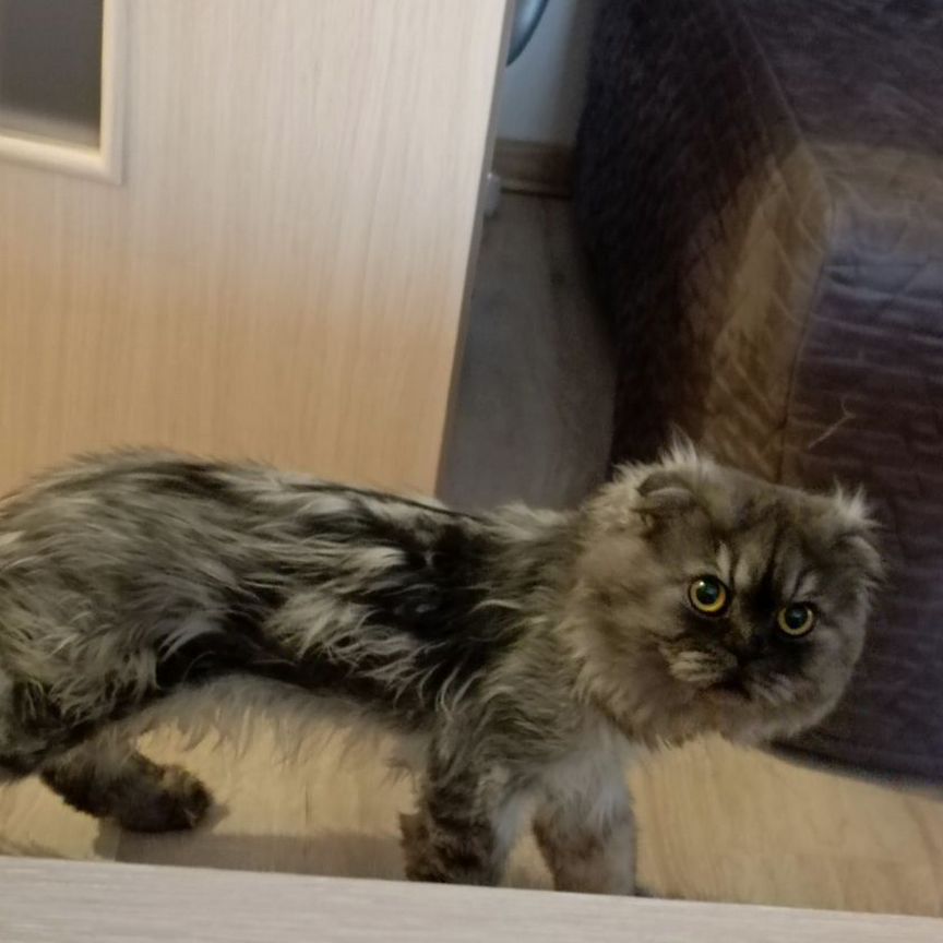 Шотландский вислоухий длинношёрстный, взрослый кот