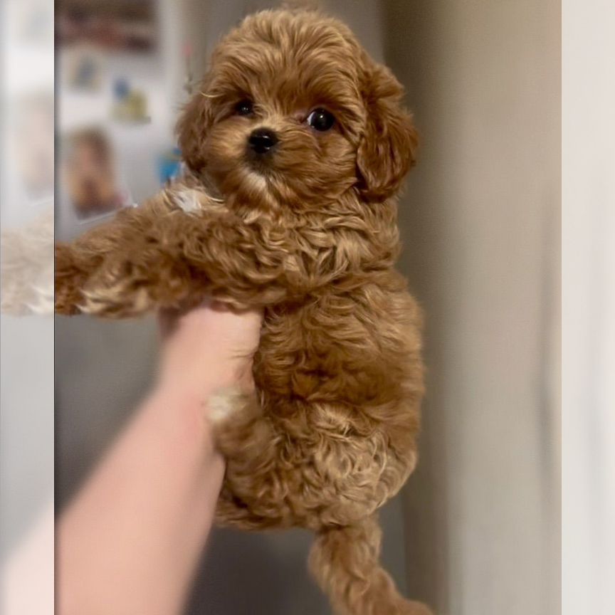 Мальтипу, щенок