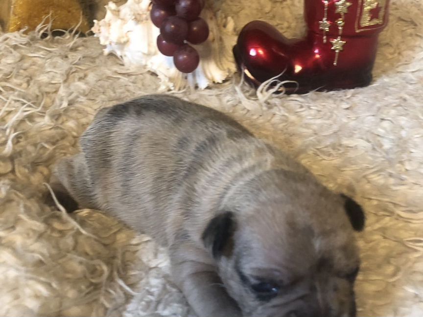 Карапузы французского бульдога