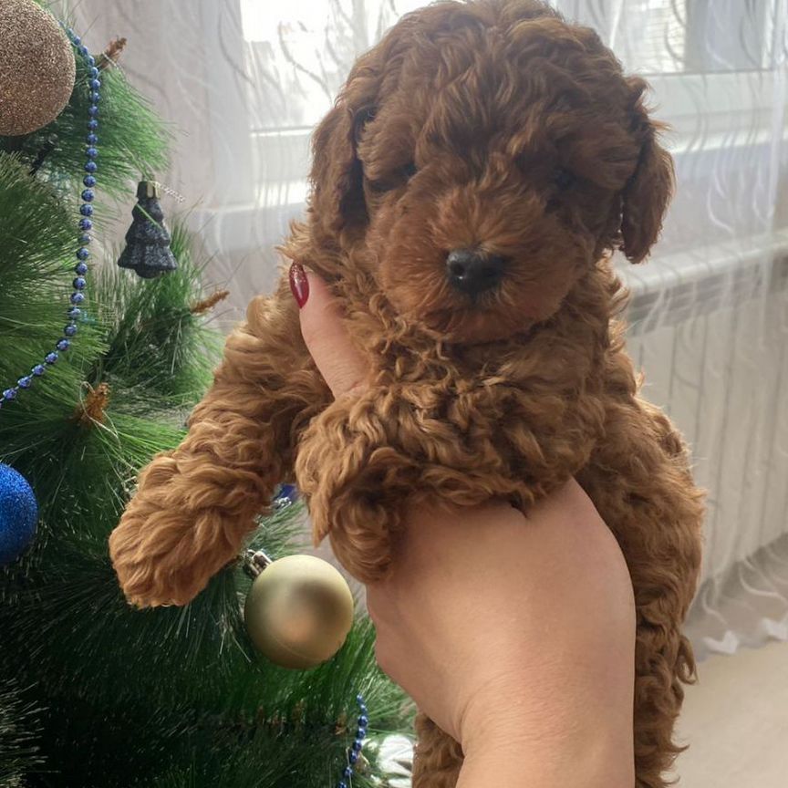 Той-пудель, щенок