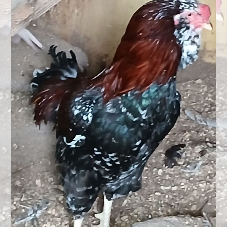 Петух породы орловская ситцевая