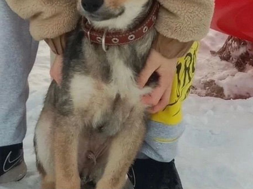 Собака в добрые руки