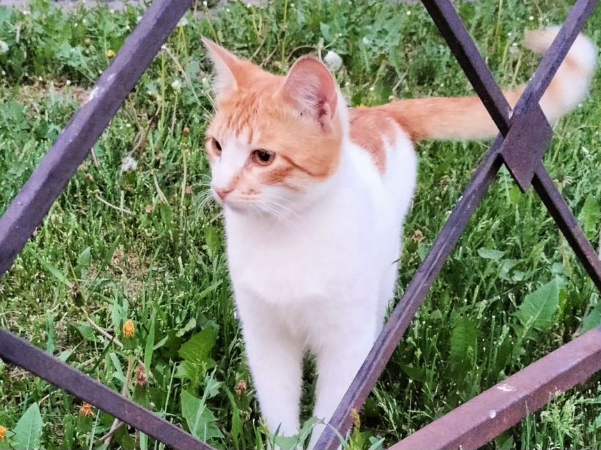 Чудесный котик