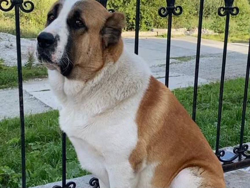 Ищем алабая