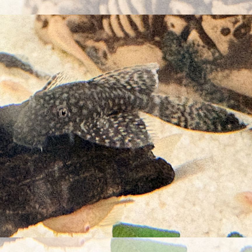 Анциструс вуалевые мальки