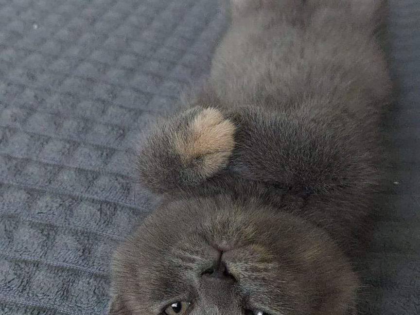 Продам шотланского котенка