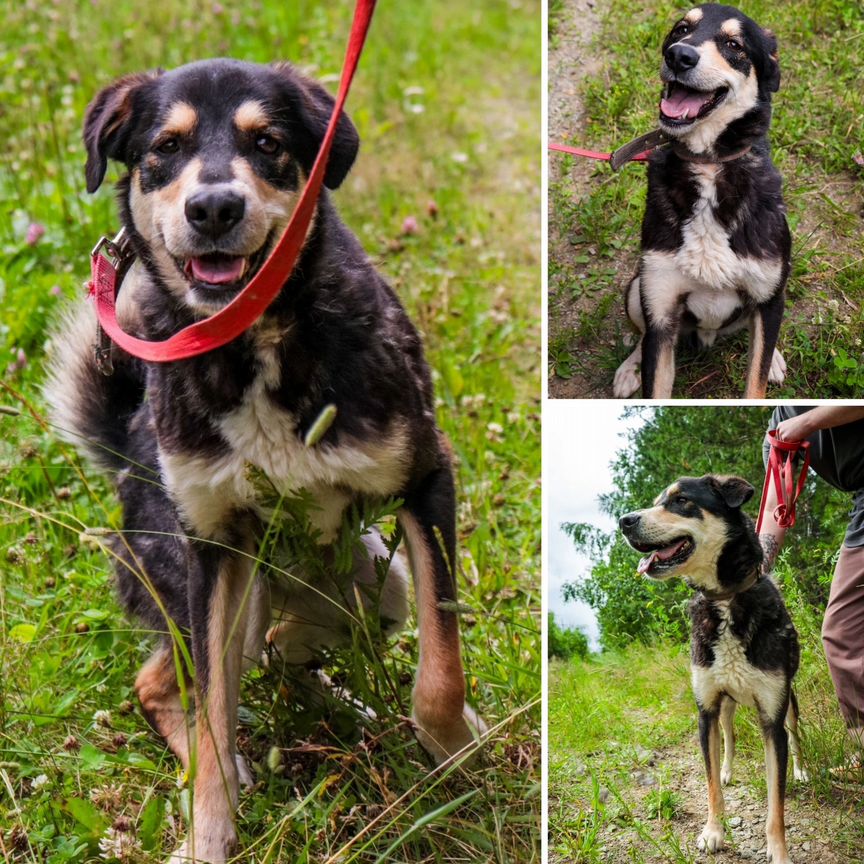 Взрослый пёс в добрые руки