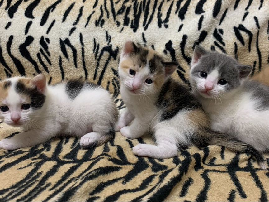 Котята ищут дом