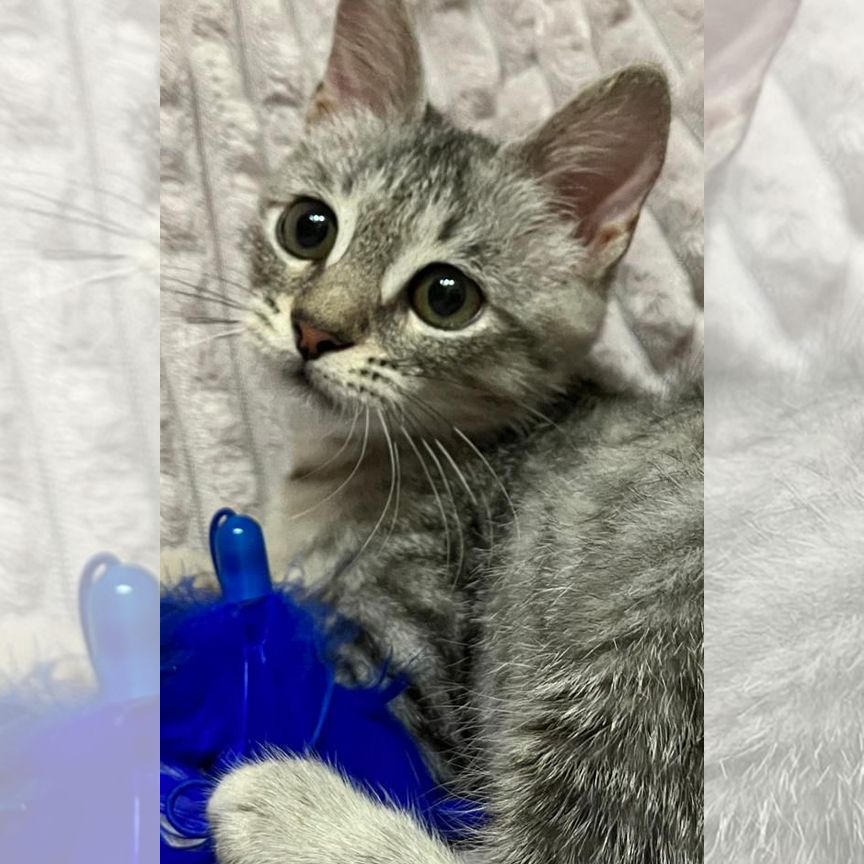 Котенок девочка в добрые руки