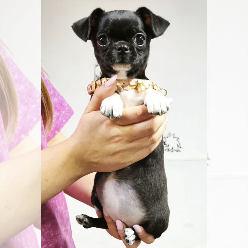 Чихуахуа, щенок