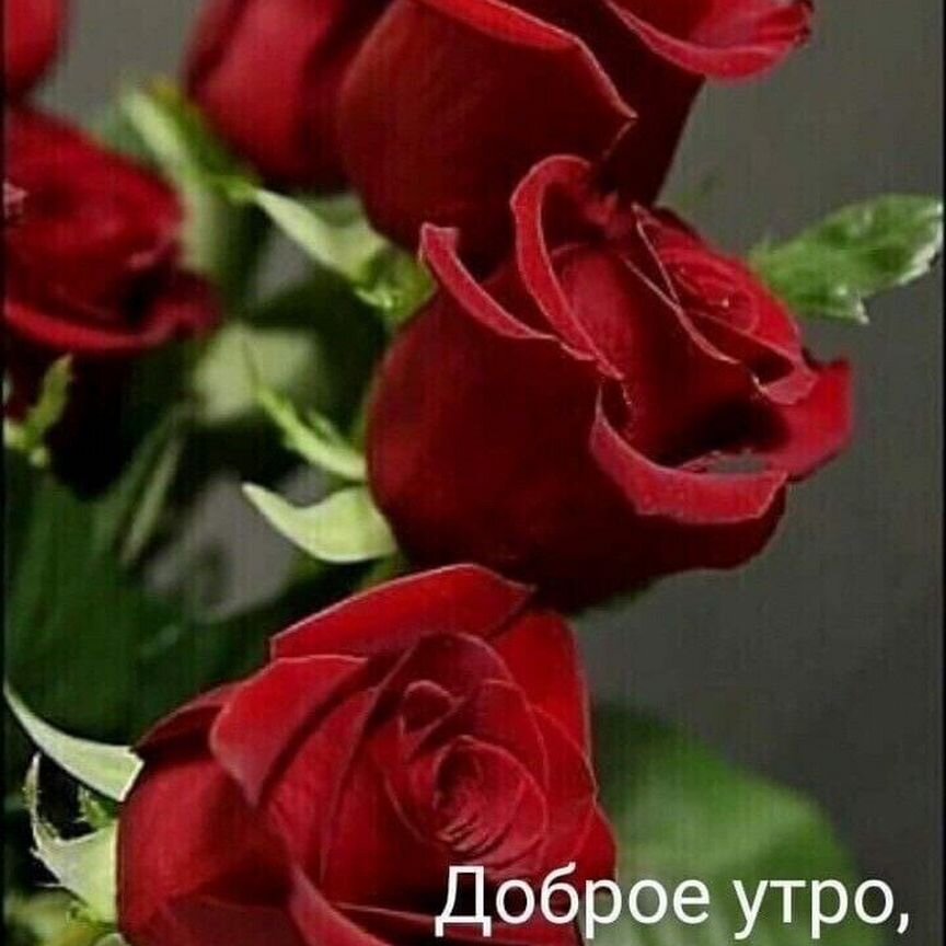 Инкубационное яйцо кур