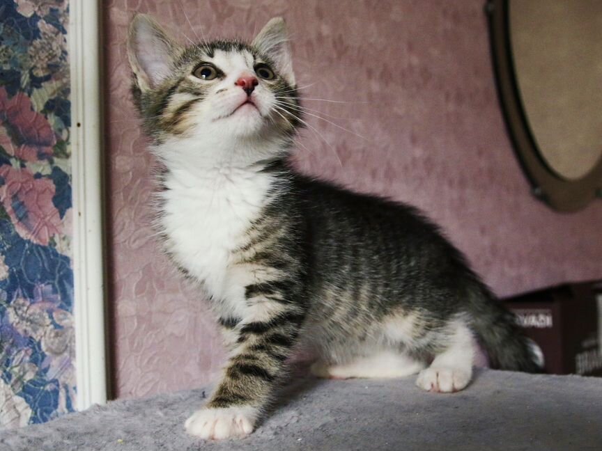 Котенок в добрые руки