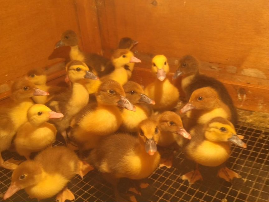 Мускусные утята