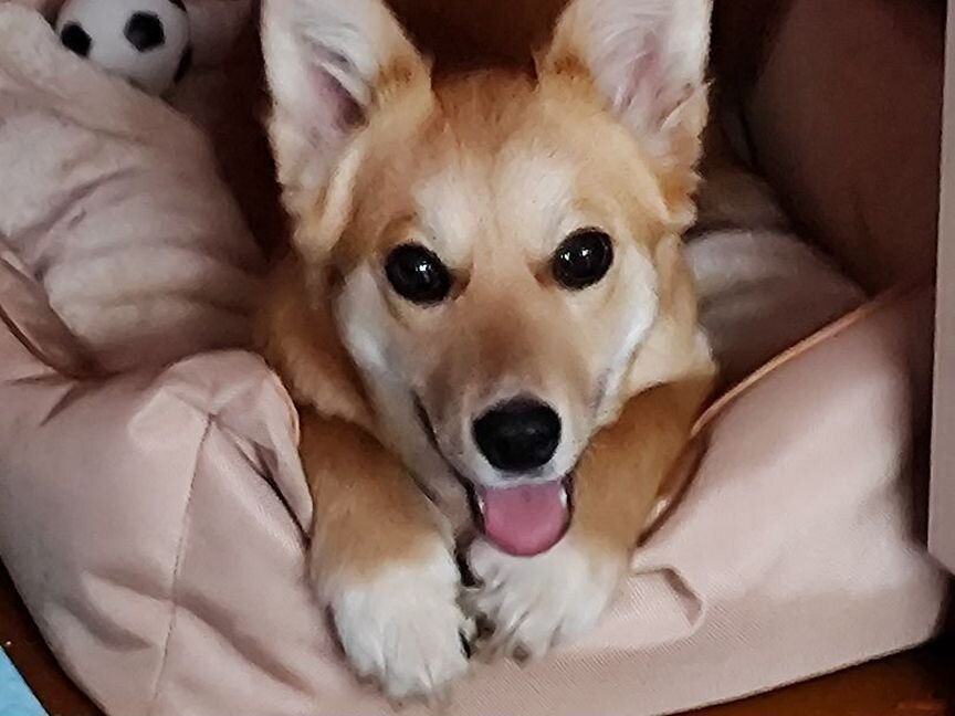 Собака в добрые руки, щенок