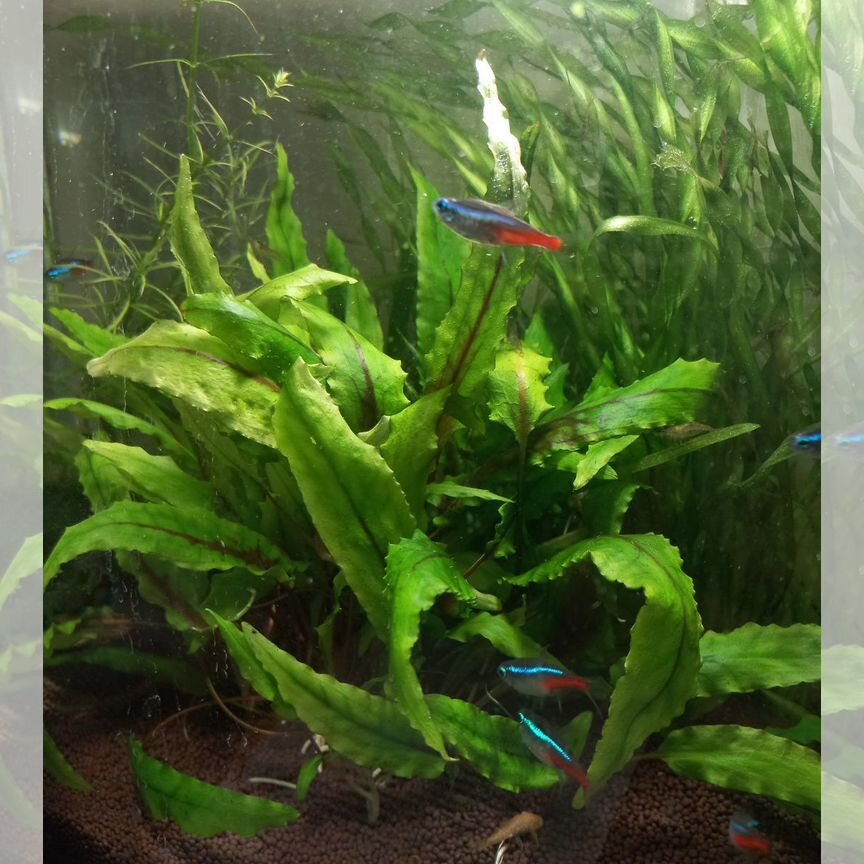 Криптокарина