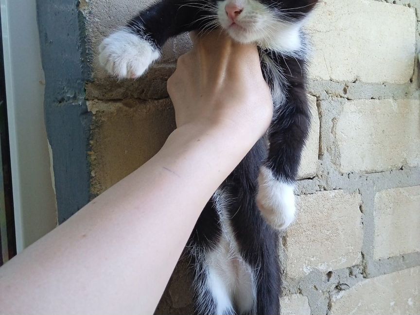 Котята и кошка в добрые руки