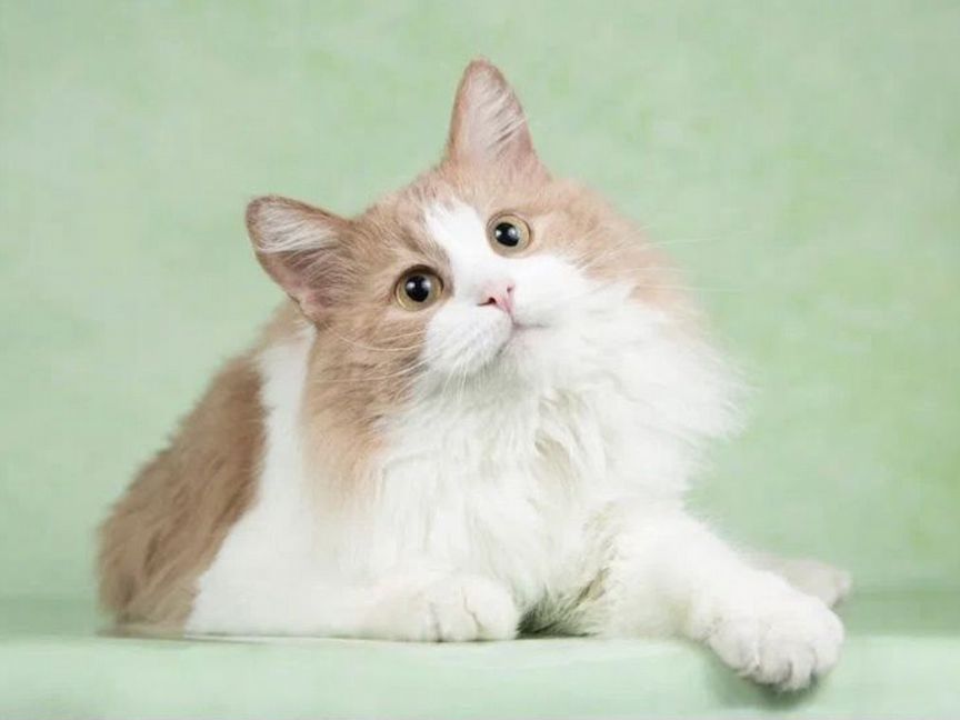 Рыжий ласковый кот бесплатно