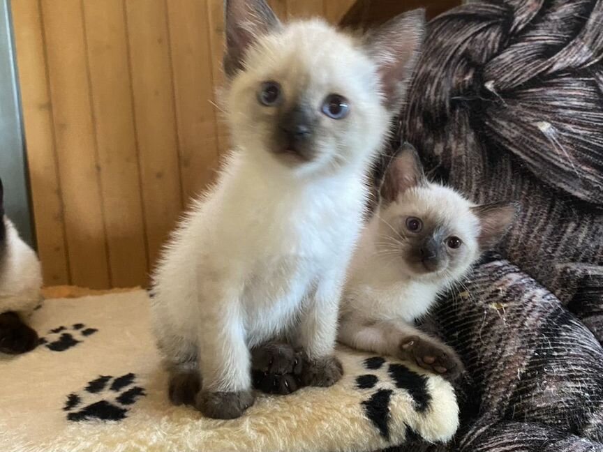 Сиамские котята