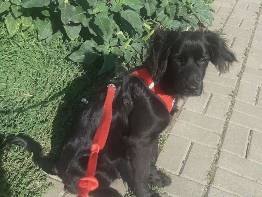 Щеночек Эльза в добрые руки