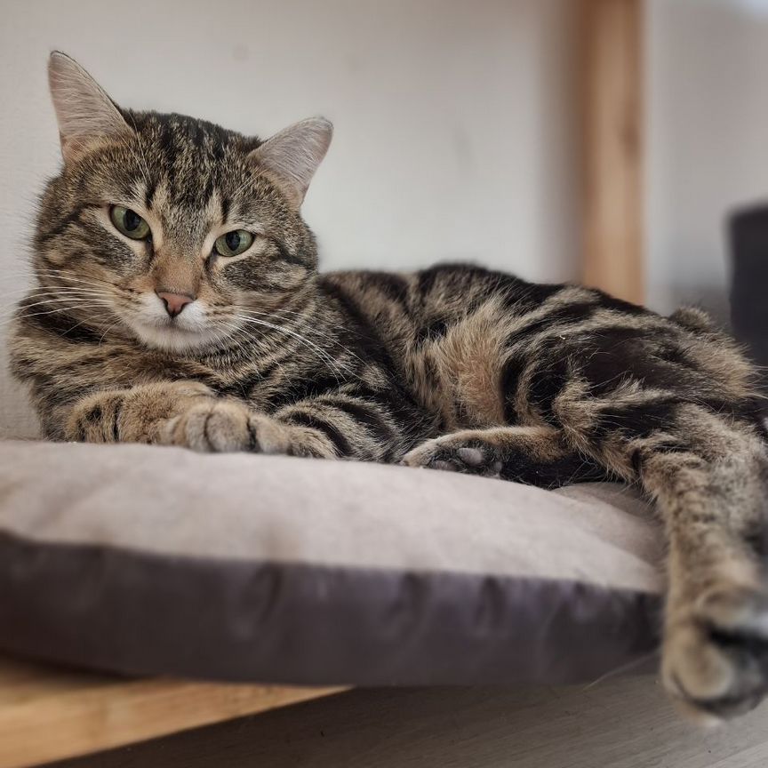 Молодой котик Бублик считает, что он ваш котик
