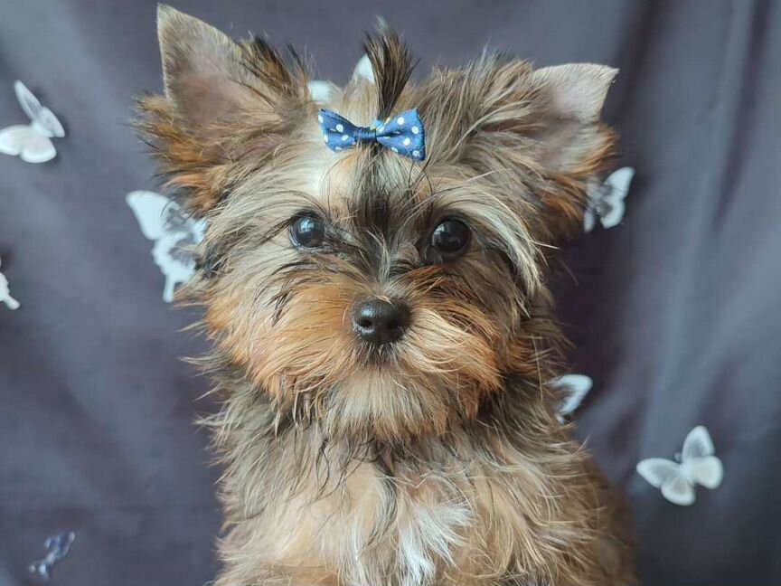 Йоркширский терьер