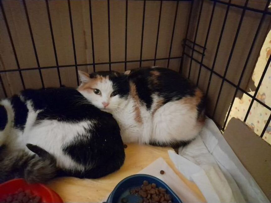 Кошечки из садов