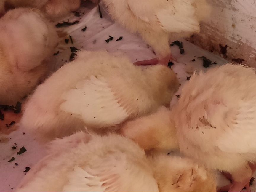 Индюшата Хайбрид Конвертер(Канада)