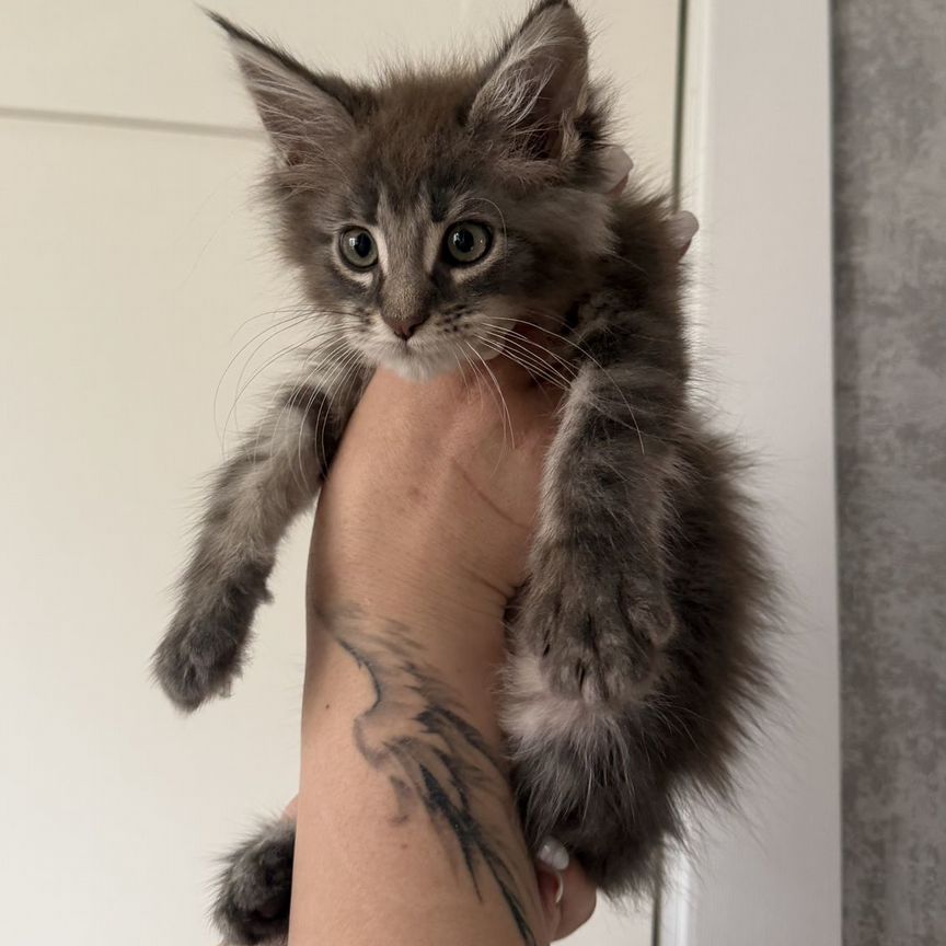 Мейн-кун котёнок