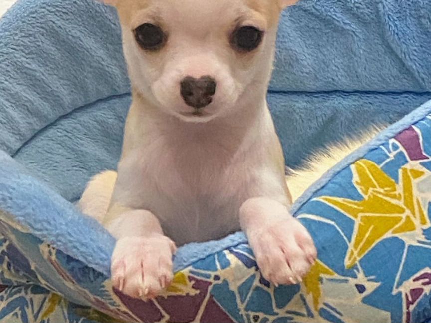 Щенки чихуахуа