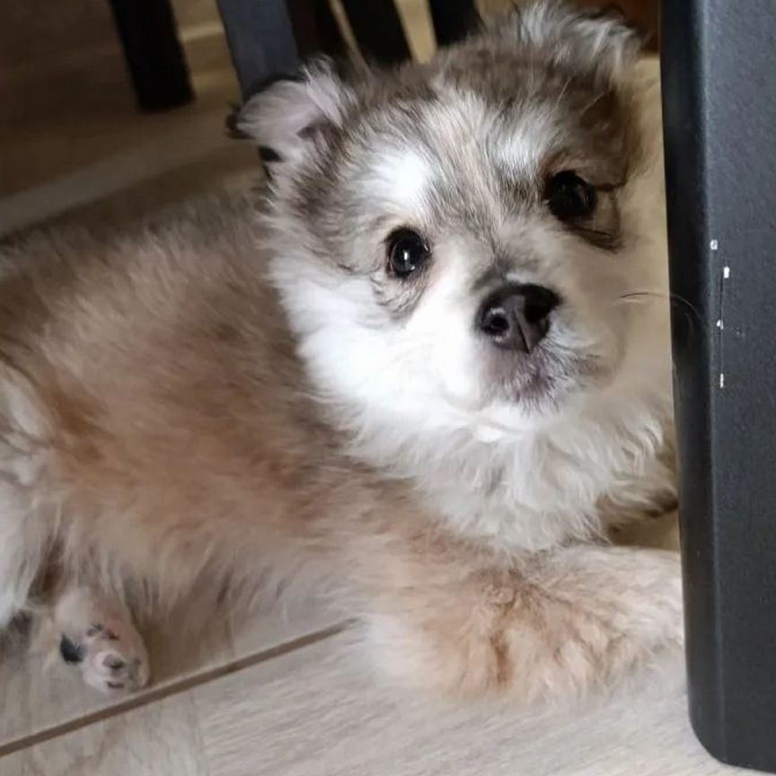 Щенок в добрые руки