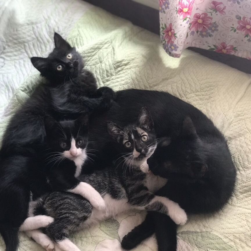 Котята в добрые руки