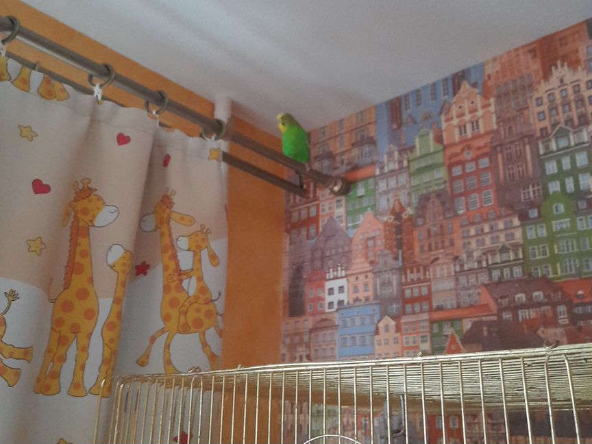 Волнистый попугай