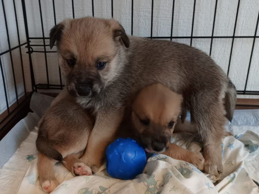 Щенок девочка в добрые руки