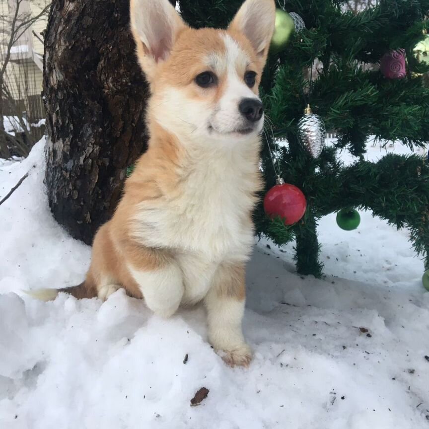 Щенки корги