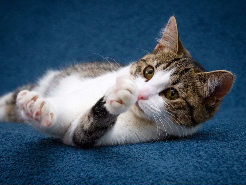 Кошка