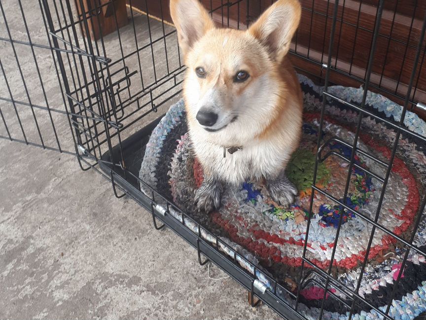 Клетка для собак