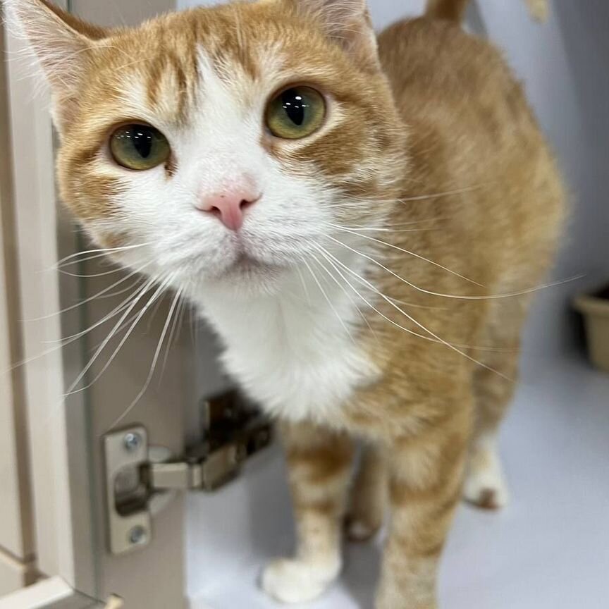 Взрослый кот в добрые руки